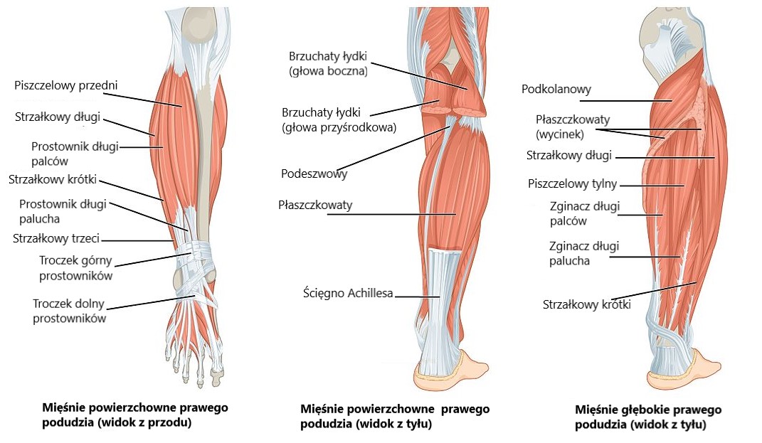 Urazy Stawu Skokowego i Stopy – Łukasz Zimny – Masażysta, Trener Personalny